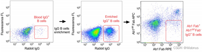 兔单B细胞-抗独特型抗体开发服务-CSDN博客