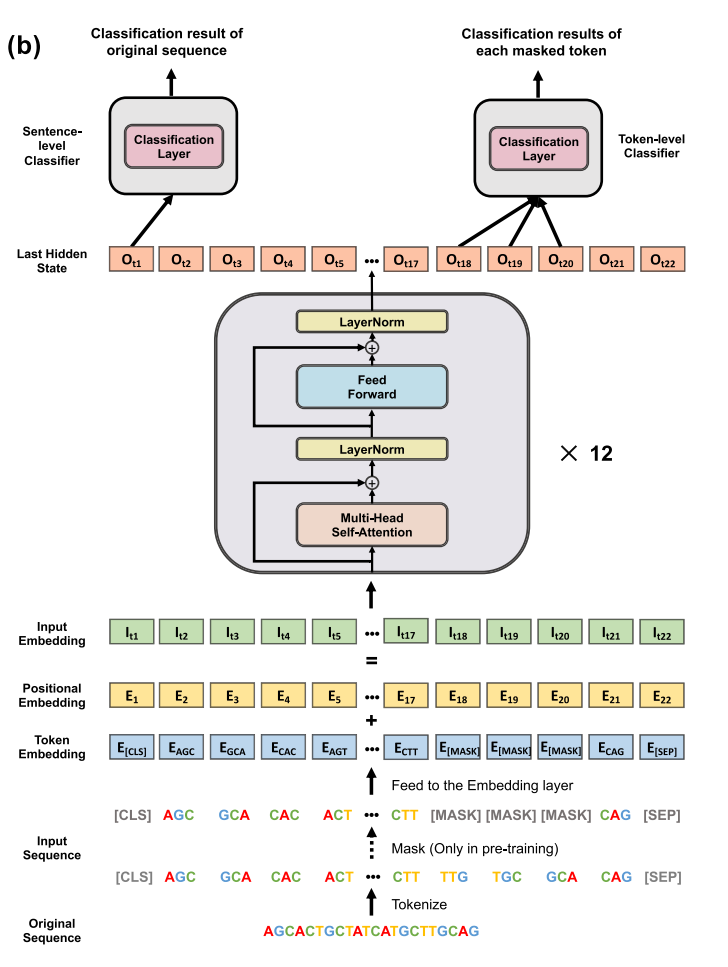 DNABERT: pre-trained Bidirectional Encoder Representations from Transformers model for DNA ...