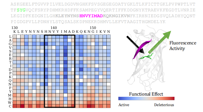 ESM蛋白质语言模型学习笔记_esm模型-CSDN博客