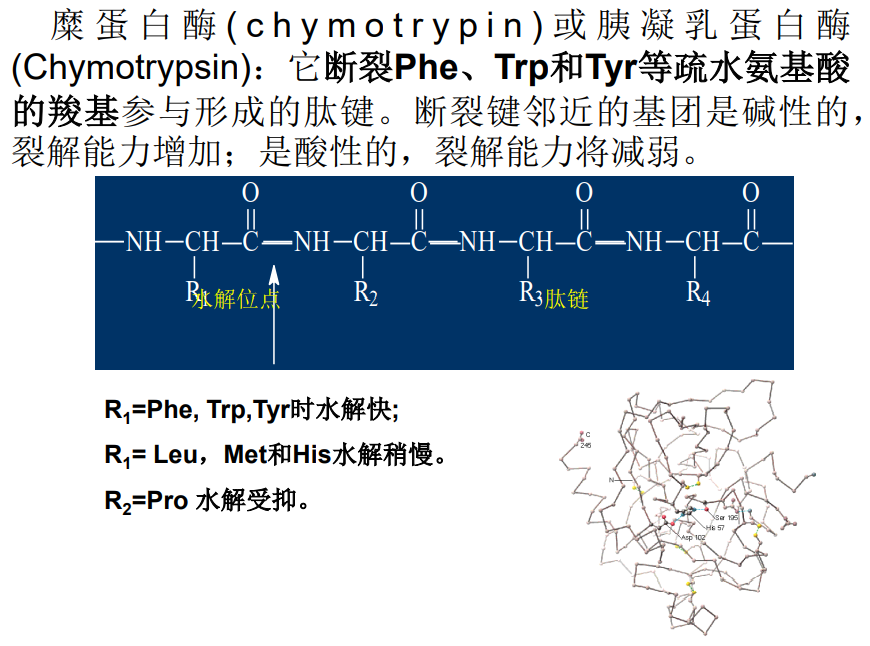 生物化学-第两章半-肽和蛋白质_小分子肽的异构体__玻璃晴朗_的博客-CSDN博客