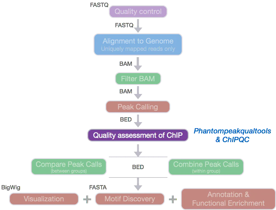 ChIPQC——对ChIP-seq的质量评估-CSDN博客