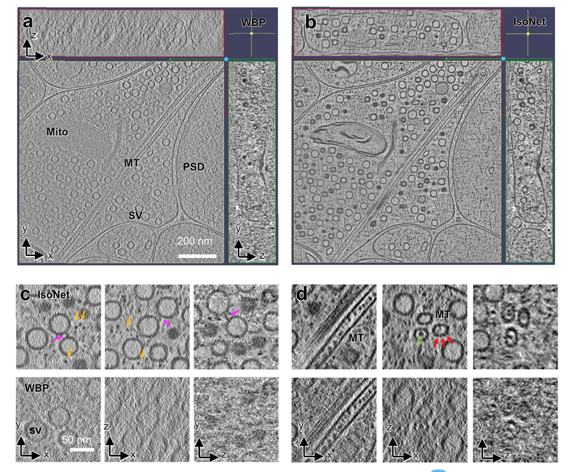 【论文阅读|cryoET】Isotropic reconstruction for electrontomography with deep learning (解决缺失楔问题&降噪）_ctf ...