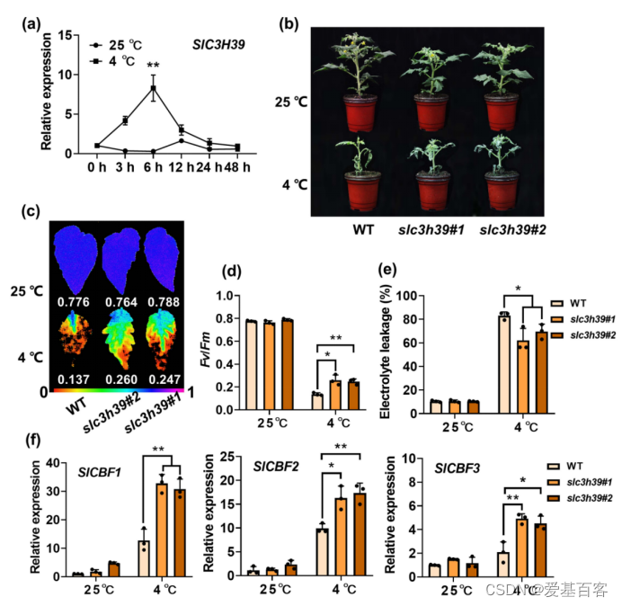 RIP-seq文章｜IF=10.323 &New Phytol发表番茄耐寒的转录后调控机制_chx处理检测蛋白稳定性-CSDN博客