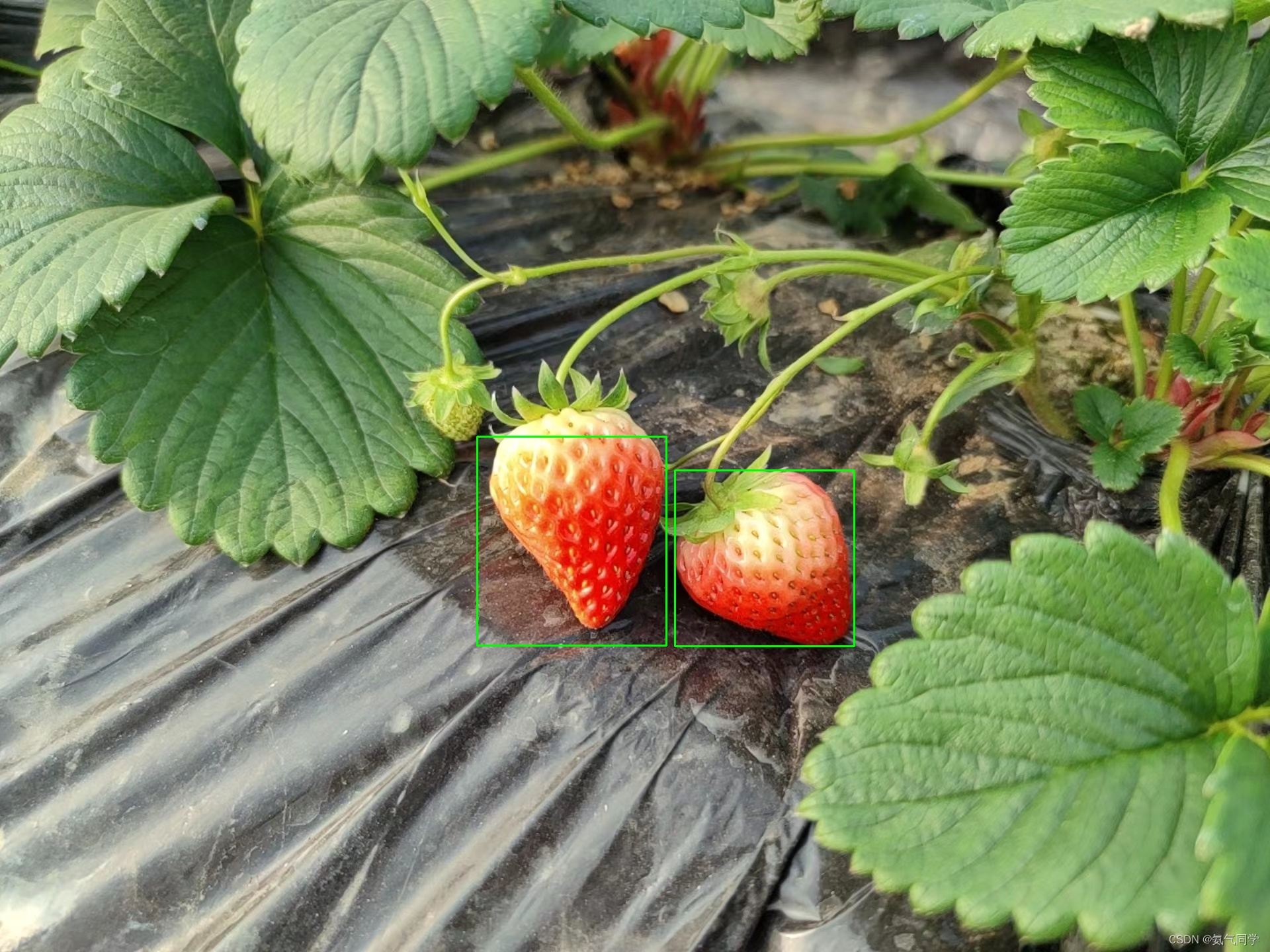 OpenCV高级篇_opencv2 识别后绘制绿色边界框-CSDN博客