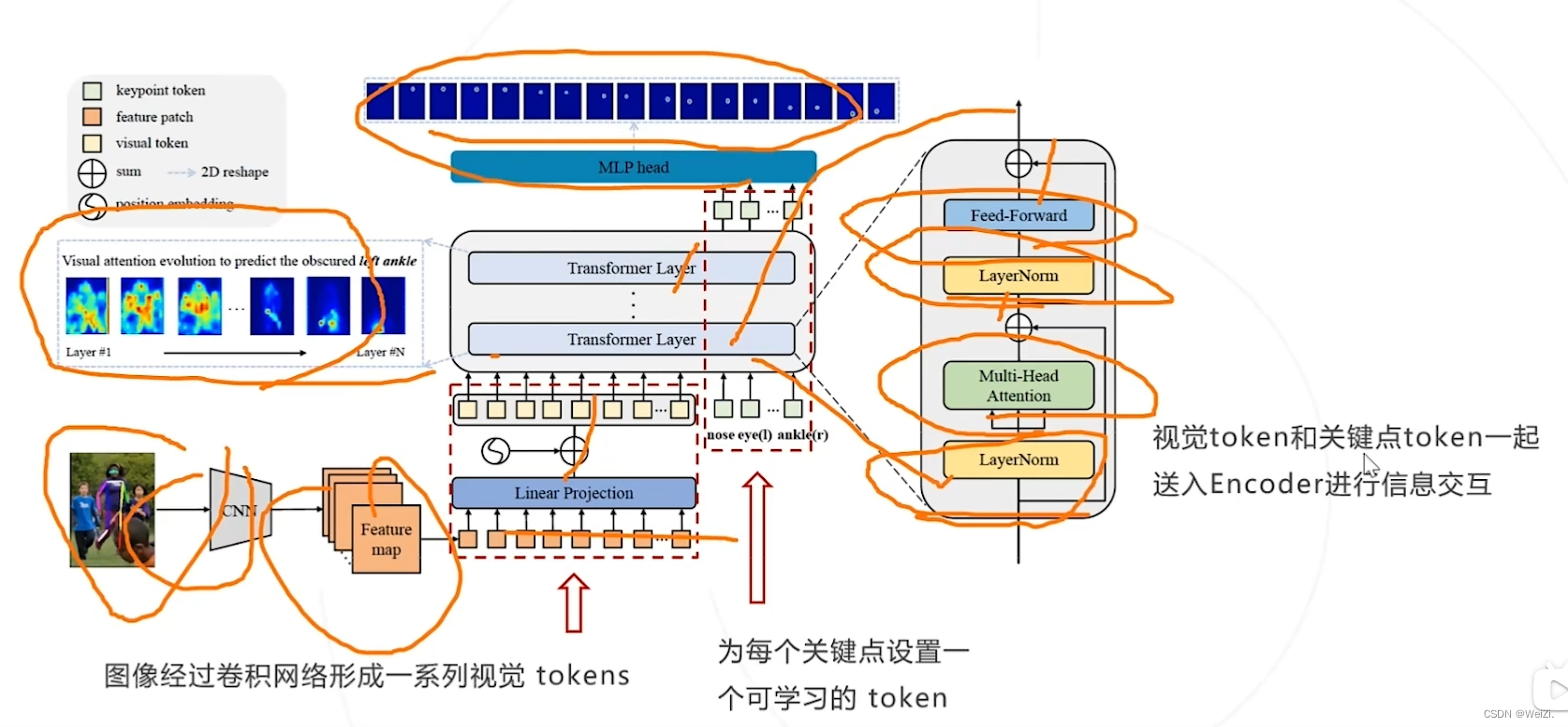 OpenMMLab AI实战训练营day2-人体关键点检测与MMpose_mmpose输出关键点坐标-CSDN博客