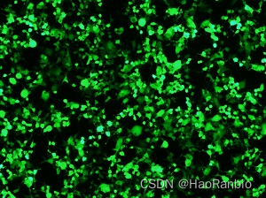 绿色荧光蛋白标签 (GFP)山羊多克隆抗体_anti-green fluorescent protein (gfp) (clontech),-CSDN博客