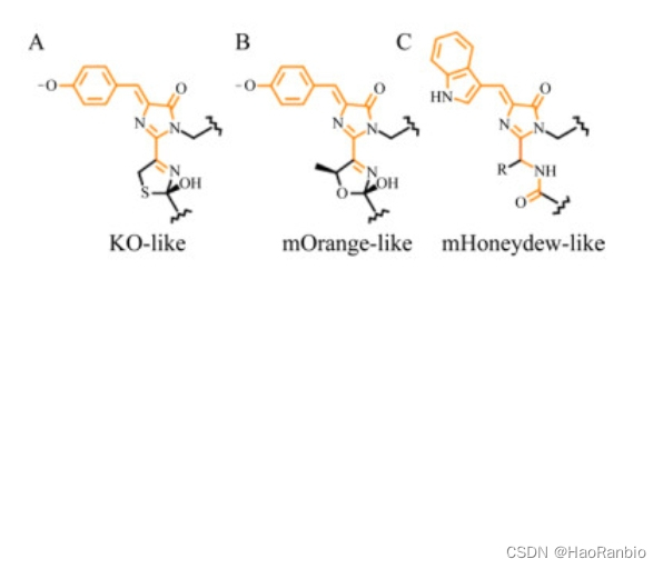 简述橙色荧光蛋白 mKO和mKOK_ko525激发发射-CSDN博客