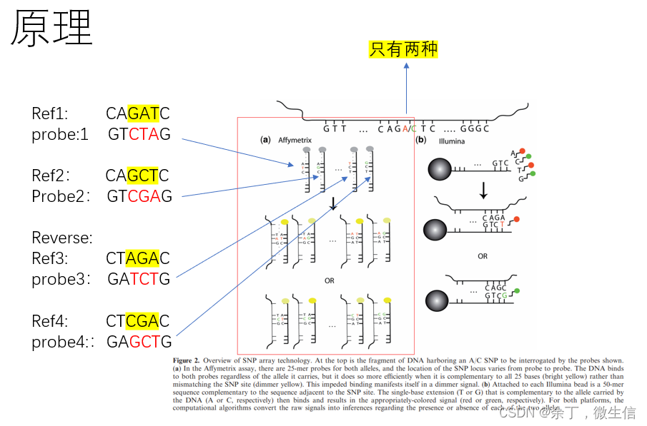 Affymetrix SNP6.0芯片分析-CSDN博客