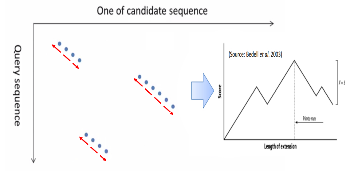 BLAST原理和用法总结（一）_blast算法-CSDN博客