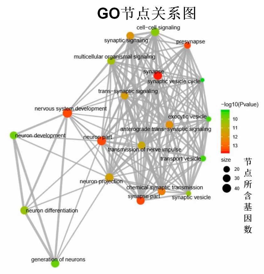 10X 空间转录组学_10x空间转录组-CSDN博客