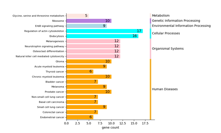 Weishengxin draws KEGG Pathway classification and summary map online - Programmer Sought