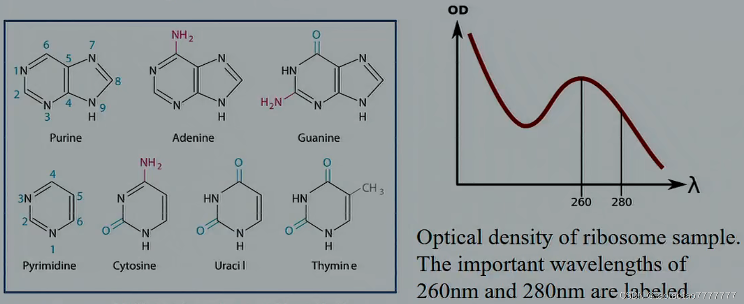 【中科院】分子生物学-朱玉贤第四版-笔记-第10讲 分子生物学操作技术_cdna差示分析法动画-CSDN博客