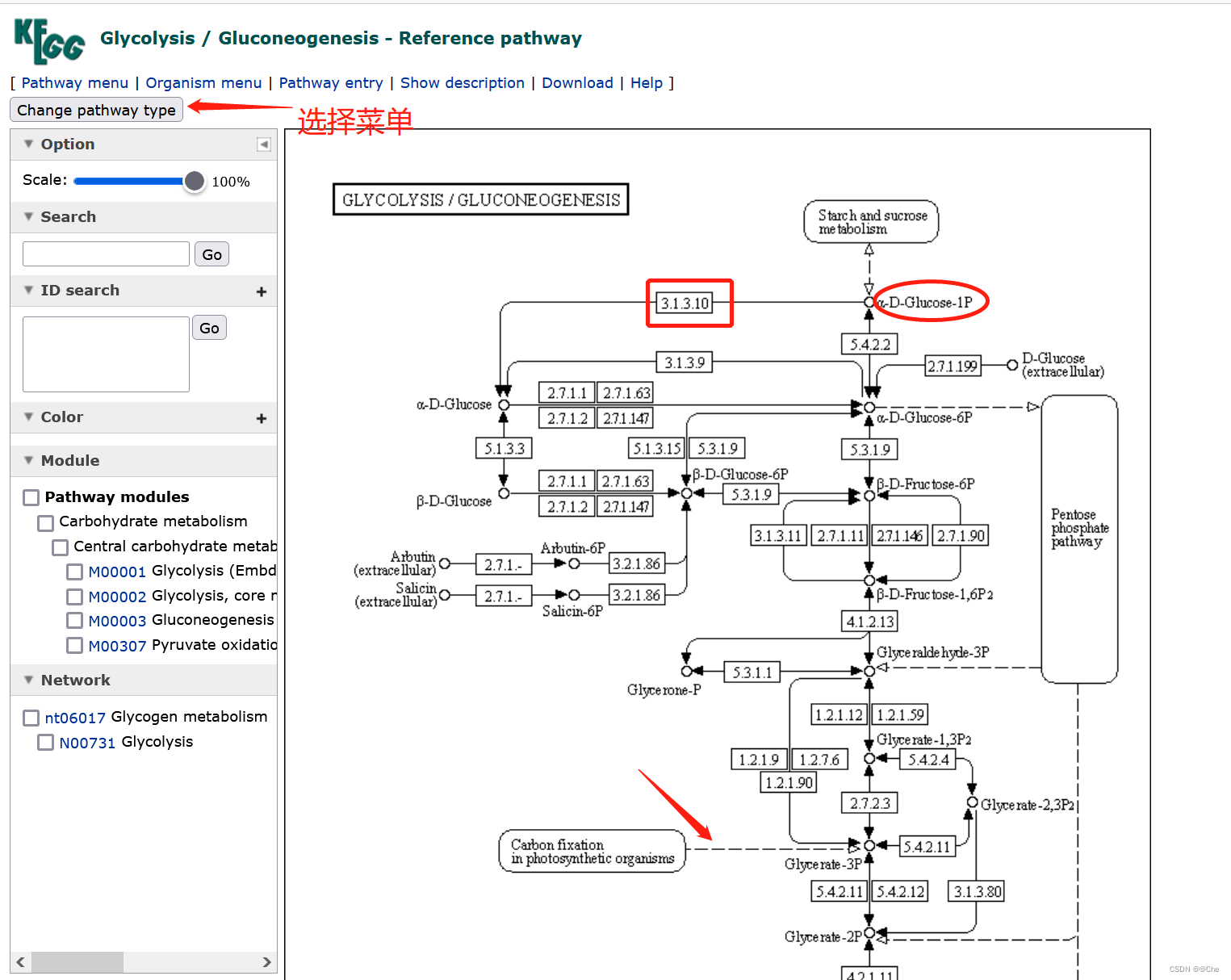 KEGG数据库的使用-CSDN博客