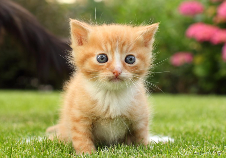 COCO2017数据集，mini coco数据集分享_minicoco数据集-CSDN博客