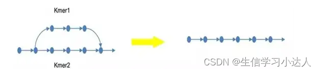 基因组组装（assembly）-CSDN博客