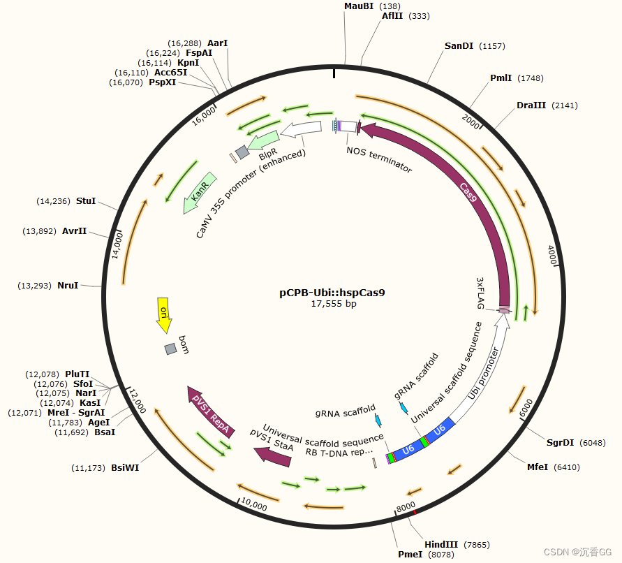 基因编辑载体的构建（以玉米为例）_ubi启动子序列载体-CSDN博客