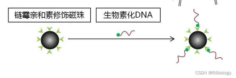 荧光蛋白APC-streptavidin conjugate，APC-标记链霉亲和素偶联物，APC-SA_sa-apc和biotin-CSDN博客