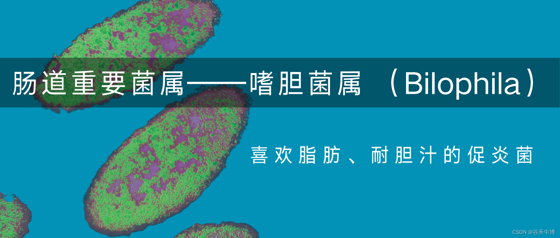 肠道重要菌属——嗜胆菌属 （Bilophila）喜欢脂肪、耐胆汁的促炎菌_turicibacter-CSDN博客
