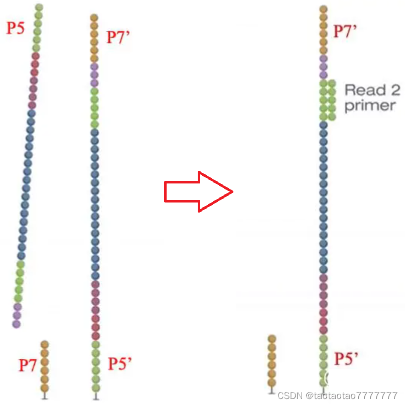 illumina 二代测序原理及过程_illumina测序原理及流程-CSDN博客