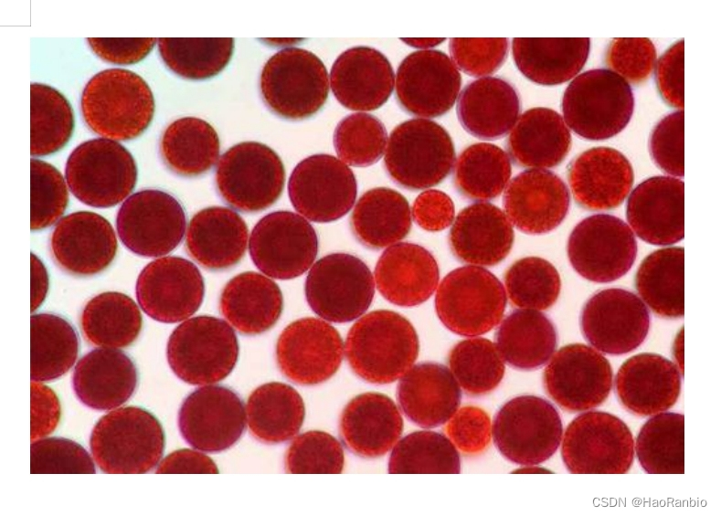 红色荧光蛋白mCherry抗体_mcherry荧光蛋白-CSDN博客