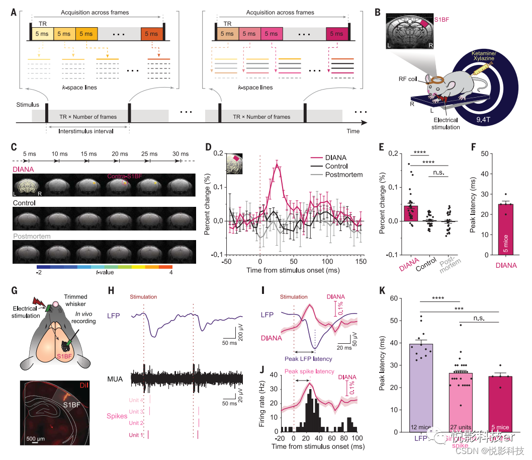Science:神经元活动的高时空分辨率在体直接成像_初级体感皮层(s1)-CSDN博客