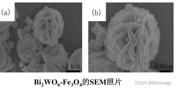 Bi2WO6-Fe3O4，PEG修饰的四氧化三铁磁性纳米颗粒(表面带羧基) ，直径260nm-CSDN博客