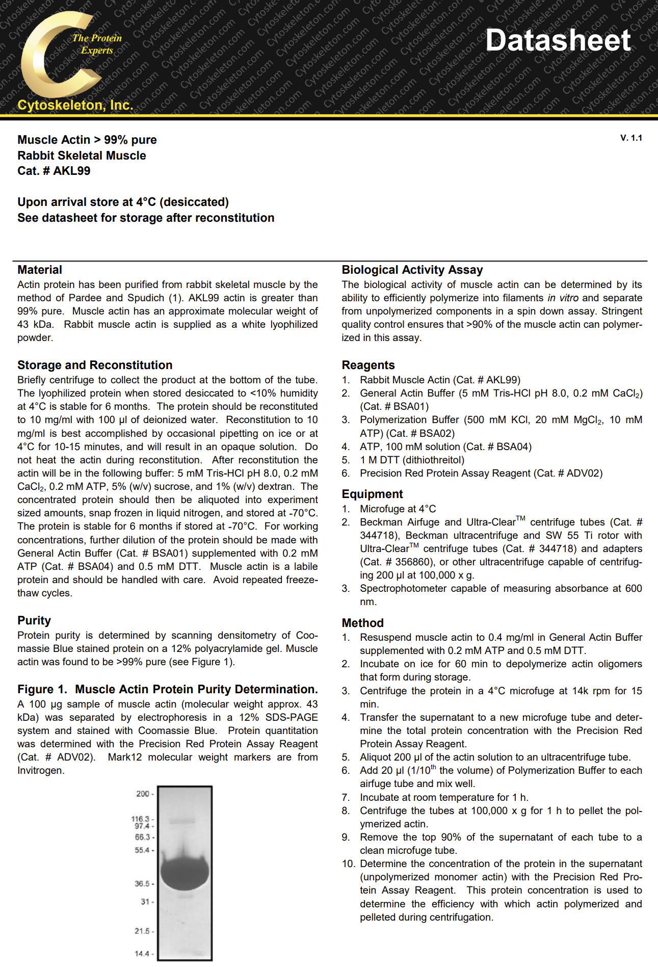 蛋白质实验（G-actin 聚集到 F-actin）_f-actin蛋白制备-CSDN博客