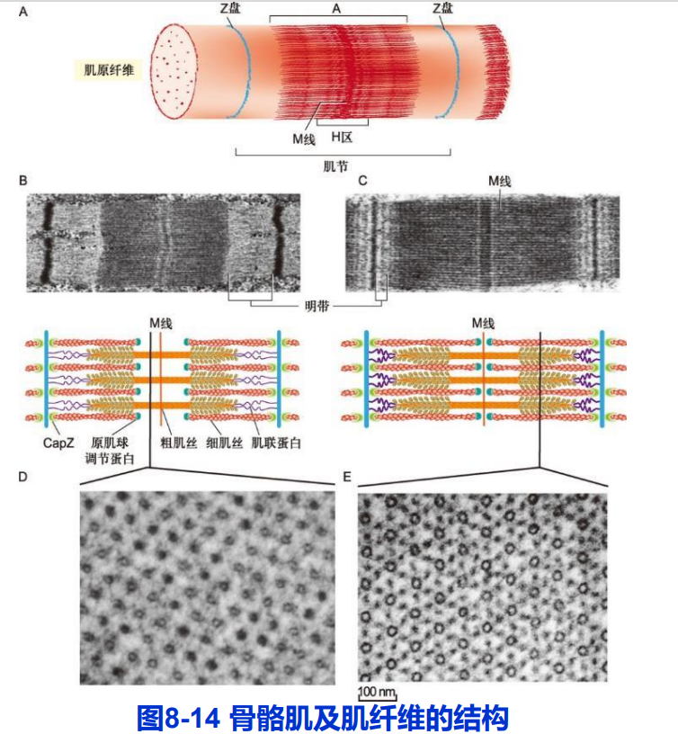 细胞生物学8-第八章-细胞骨架_《细胞生物学》——细胞8章 细胞骨架2-CSDN博客