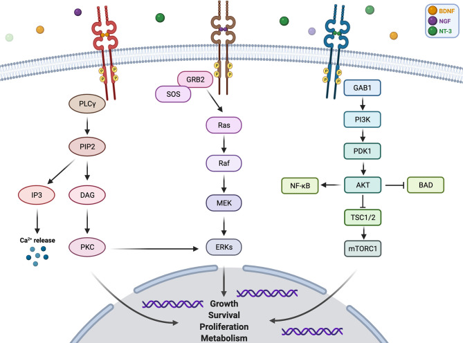 罕见但广谱的靶点-NTRK_cancer res 2019; 79:ct127-CSDN博客
