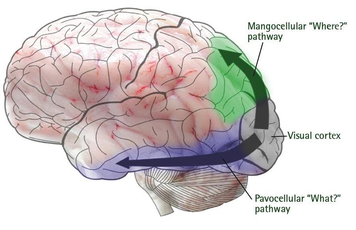 【学习笔记】Visual Cortex of Human‘s Brain_complex cell感受野-CSDN博客