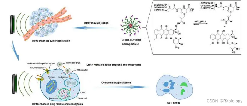 DSPE-PEG-HYD-DOX,DSPE-PEG2K-HYD-DOX,peg2000,二硬脂酰基磷脂-聚乙二醇-棕腱-阿霉素-CSDN博客