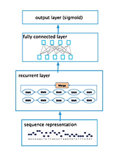 DNA/RNA基序挖掘中的深度学习研究进展（A survey on deep learning in DNA/RNA motif mining）_rnaincoder: a deep ...