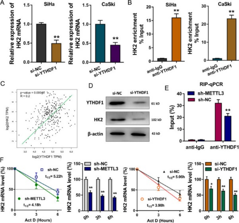 浅谈RNA甲基化研究思路_m6a 和 r-loop-CSDN博客