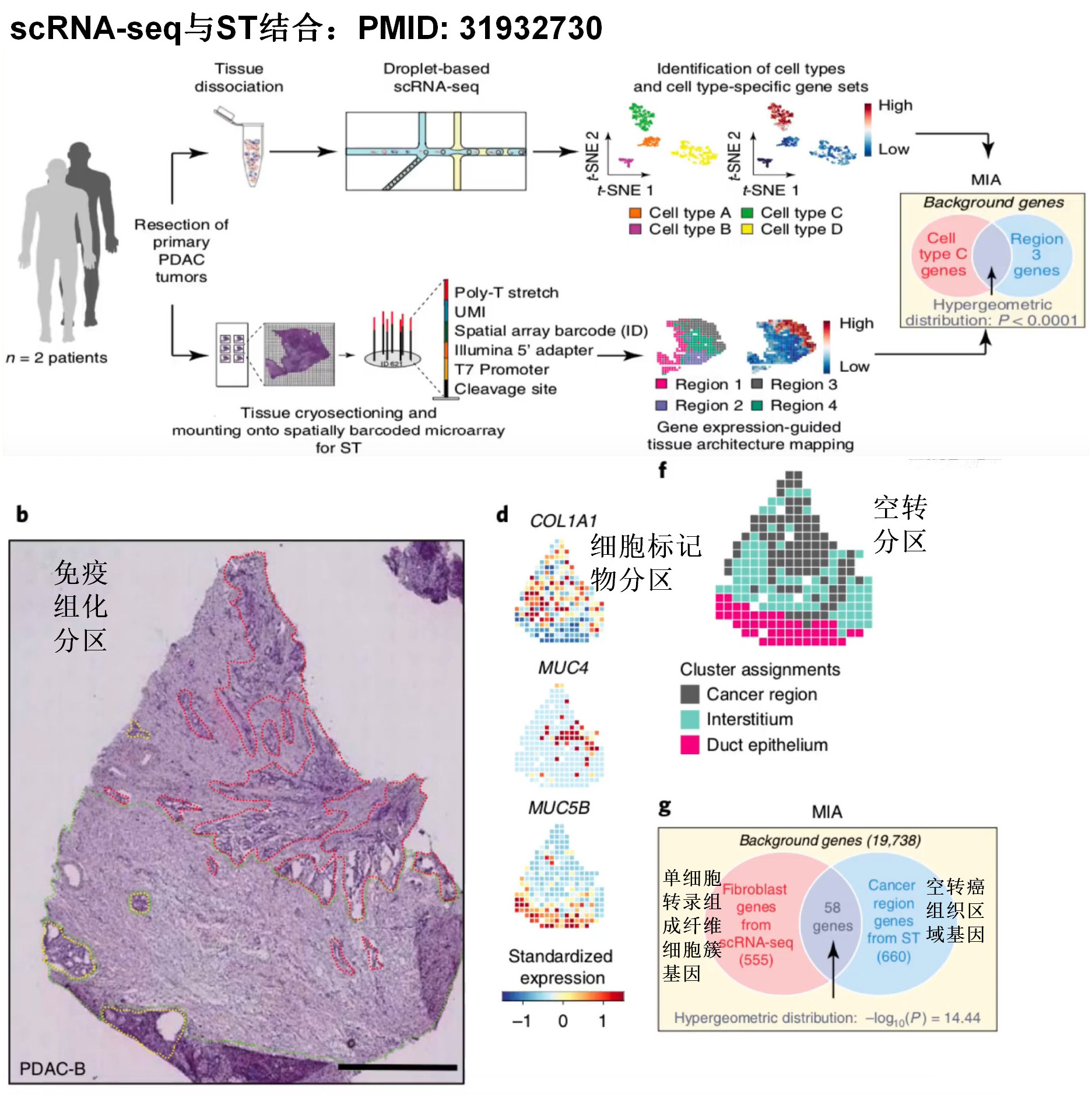 10X 空间转录组学_10x空间转录组-CSDN博客