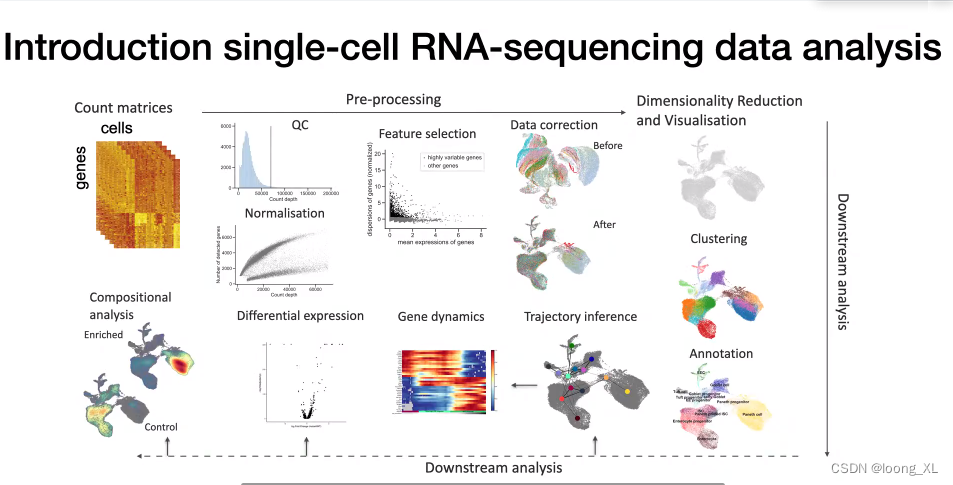 Scanpy 单细胞测序基因分析_scanpy如何读取单细胞文件-CSDN博客