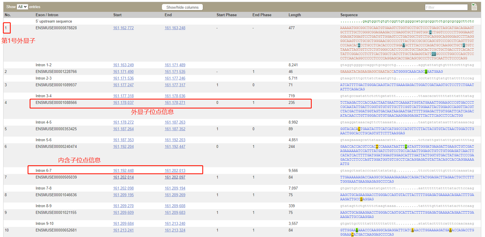 Ensemble查看基因的外显子信息，并根据染色体位点判断是第几号外显子_ensembl怎么看几个外显子-CSDN博客