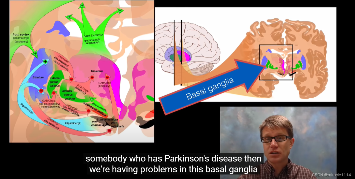 脑的基本结构_structure of brain-CSDN博客