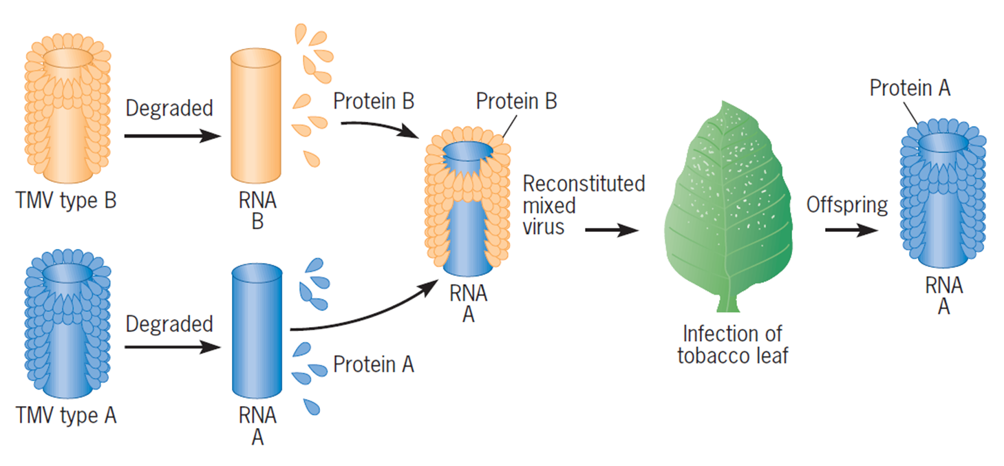 Lecture[20220228] Notes for Molecular biology-HISTORY:DNA and the ...