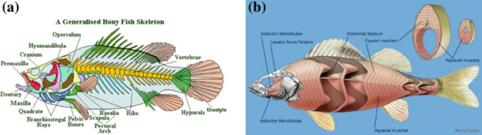 Robot fish: bio-inspired fishlike underwater robots 阅读笔记 1_wire driven ...