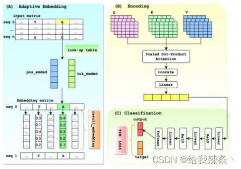 论文解读：iDNA-ABT:用于检测DNA甲基化的先进深度学习模型，具有自适应特征和转导信息最大化_信息最大化损失-CSDN博客