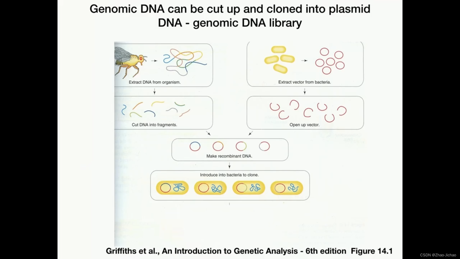 【Introductory Biology】Lecture 16 - Recombinant DNA, Cloning, &Editing ...