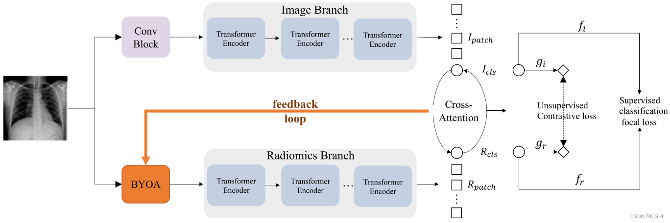 Radiomics-Guided Global-Local Transformer for Weakly Supervised ...