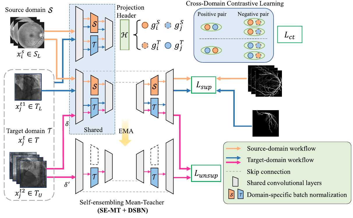 Contrastive Semi-Supervised Learning for Domain Adaptive Segmentation Across Similar Anatomical ...