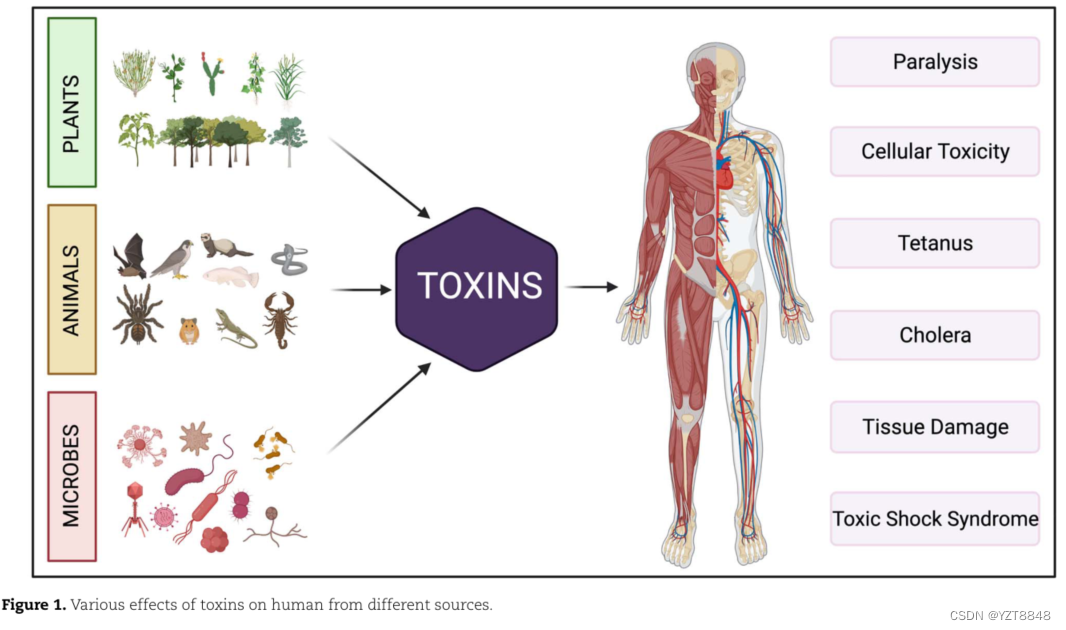 论文解读：ToxinPred2：一种预测蛋白质毒性的改进方法-CSDN博客