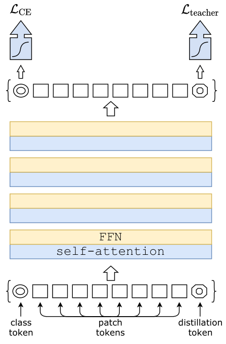 Transformer论文解读三（distillation token）-CSDN博客