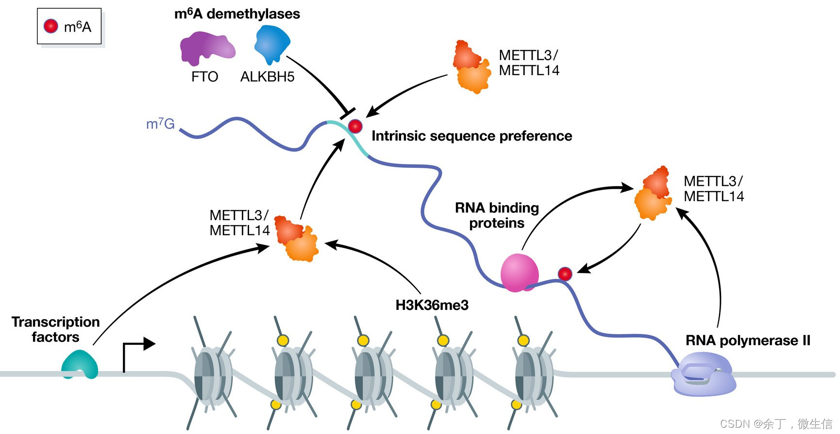 RNA m6A修饰问题汇总_m6a修饰位点预测-CSDN博客
