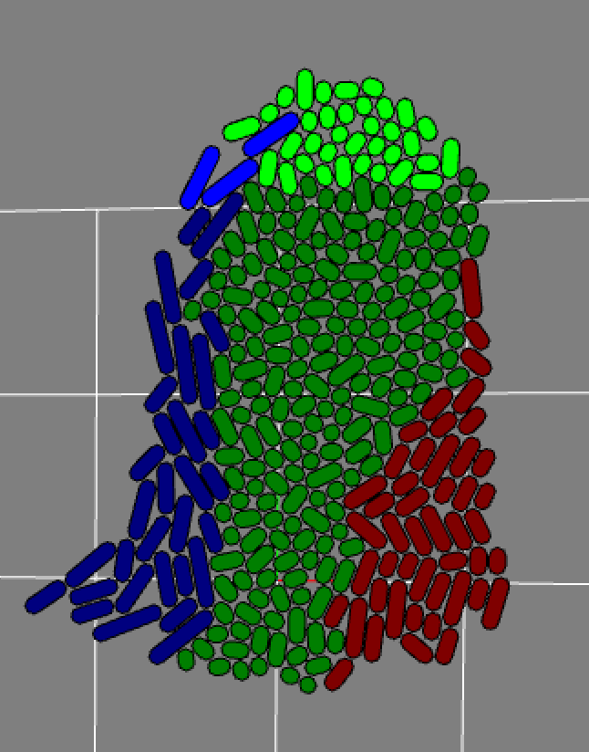 CellModeller模拟细胞空间中生长的相互作用-----个体模型学习 笔记-CSDN博客