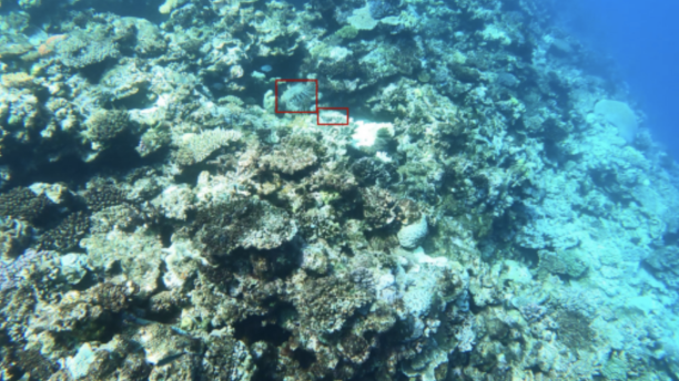 Kaggle-海底海星目标检测Baseline_目标检测 baseline-CSDN博客