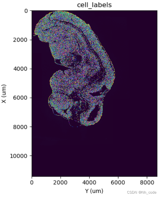 Spateo基于SSDNA圈细胞操作指南_ssdna染色-CSDN博客