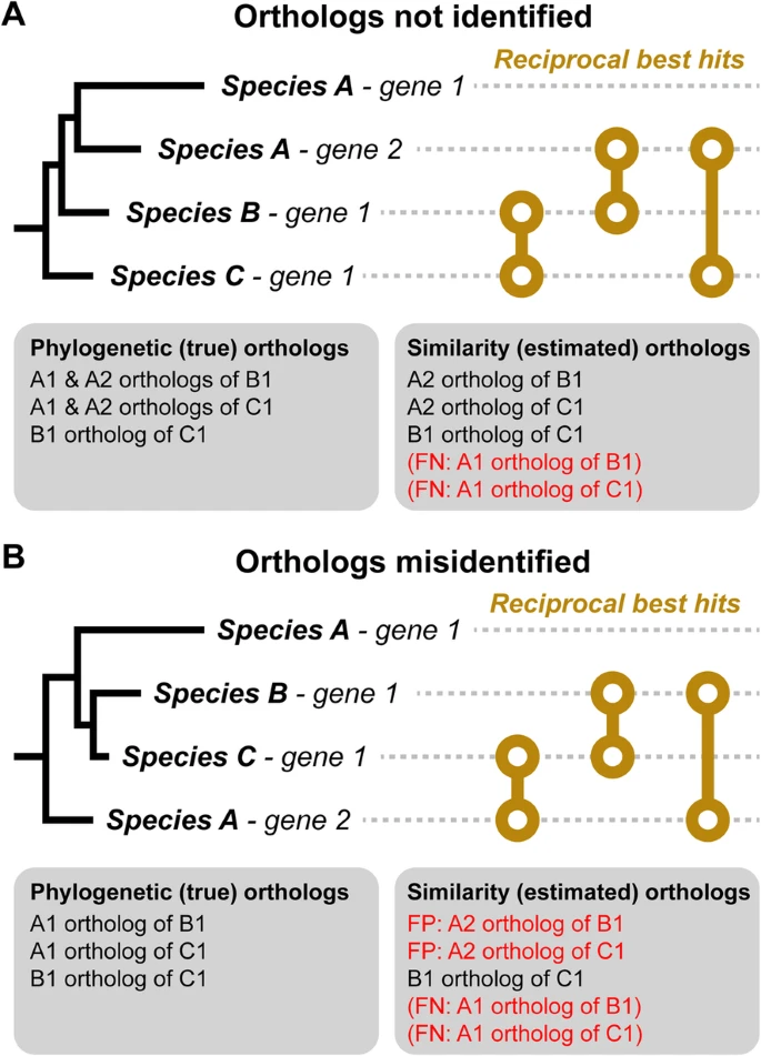 orthofinder直系同源蛋白分析及结果处理-CSDN博客